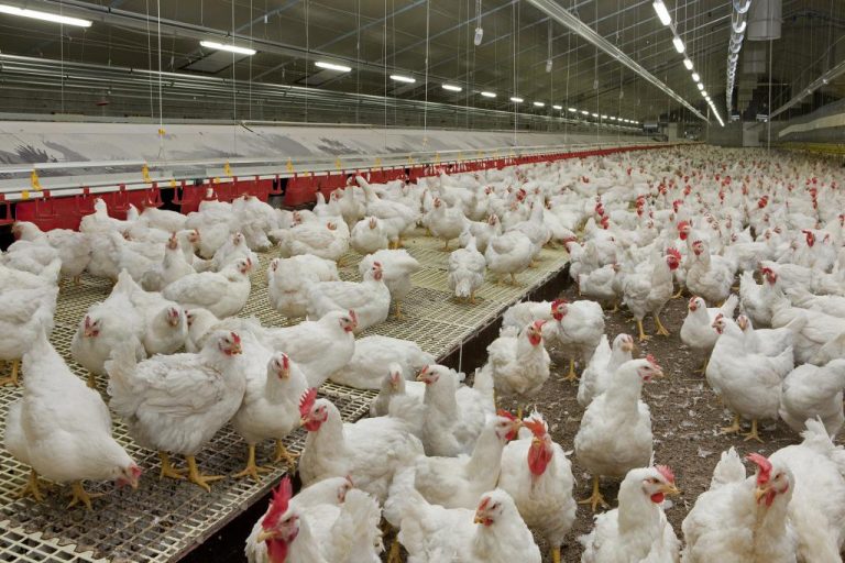 Poultry Farm Records Improved Sales On Border Closure